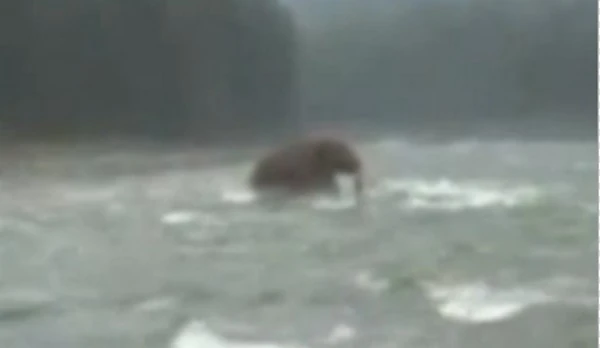 Woolly Mammoth | Cryptid Wiki | Fandom