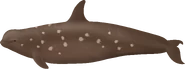 Alula Whale | Cryptid Wiki | Fandom