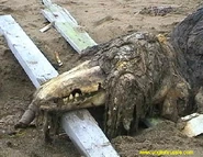 Sakhalin Island Sea Wolf | Cryptid Wiki | Fandom