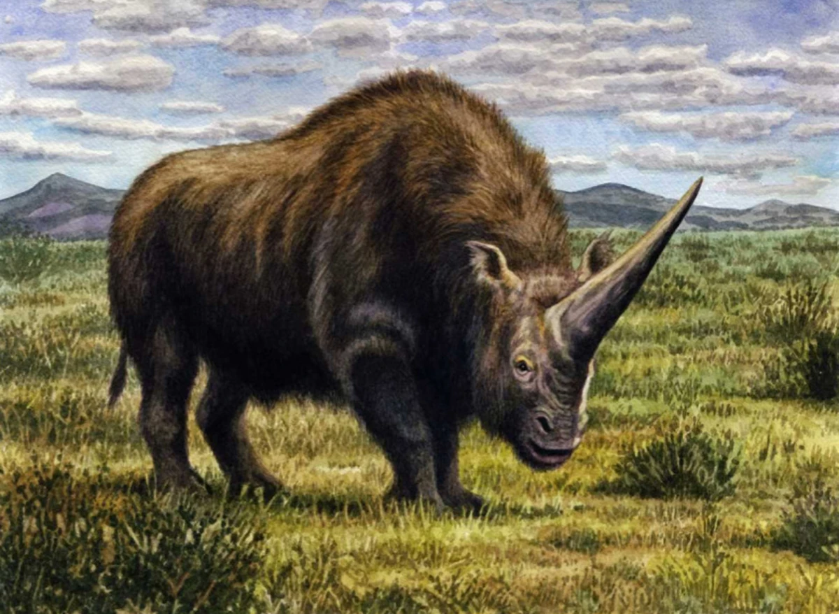 Elasmotherium | Cryptid Wiki | Fandom
