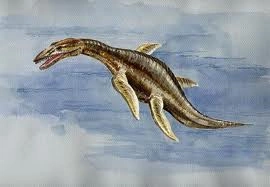 Koskolteras rhombopterix | Cryptid Wiki | Fandom