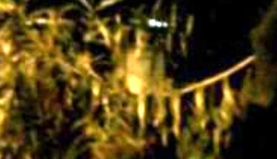 Kapre | Cryptid Wiki | Fandom