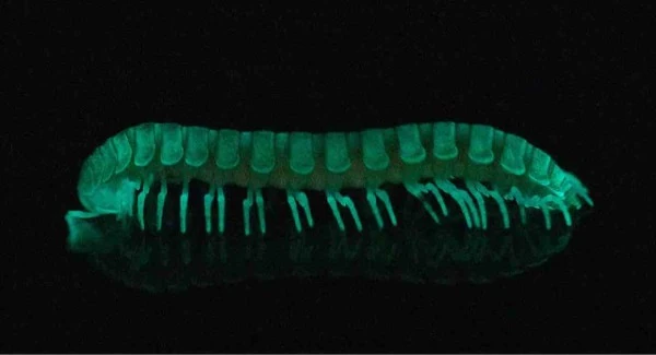 Small beads of fire | Cryptid Wiki | Fandom