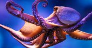Oklahoma Octopus | Cryptid Wiki | Fandom