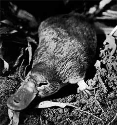 Baraboo Platypus | Cryptid Wiki | Fandom