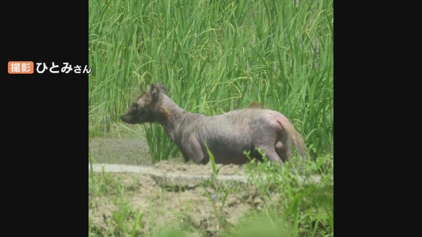 Kamiichi Beast | Cryptid Wiki | Fandom