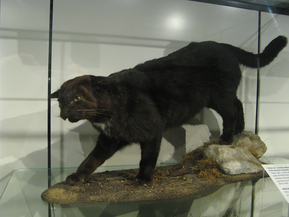 Kellas Cat | Cryptid Wiki | Fandom