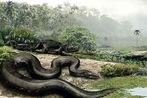 Unknown Giant Snakes | Cryptid Wiki | Fandom