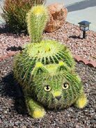 Cactus Cat | Cryptid Wiki | Fandom
