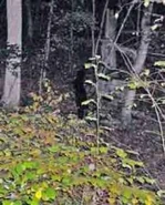 Shadow People | Cryptid Wiki | Fandom