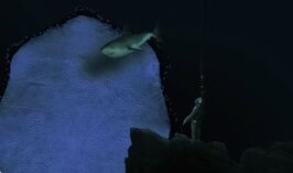 Giant Jellyfish | Cryptid Wiki | Fandom