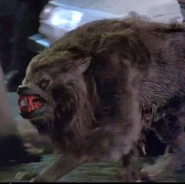Werewolf | Cryptid Wiki | Fandom