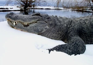 Beaver Run Snow Gator | Cryptid Wiki | Fandom