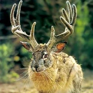 Jackalope | Cryptid Wiki | Fandom