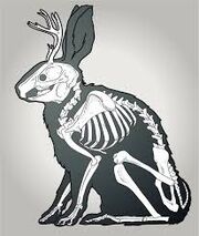Jackalope | Cryptid Wiki | Fandom