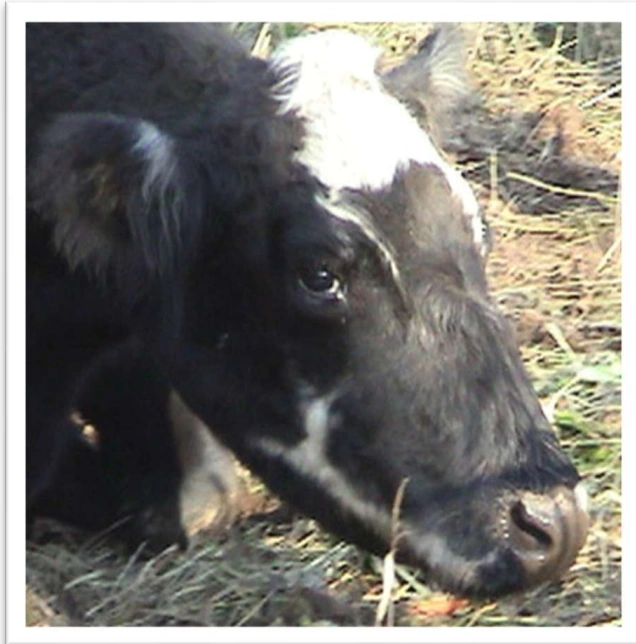 Griggstown Cow | Cryptid Wiki | Fandom