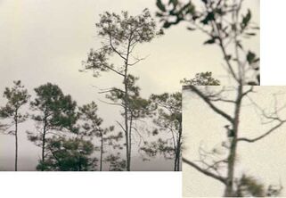 Gitmo Bird | Cryptid Wiki | Fandom