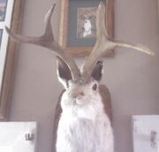 Jackalope | Cryptid Wiki | Fandom