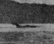 Kussie | Cryptid Wiki | Fandom