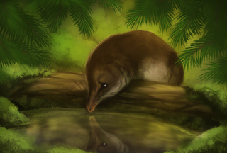 Wapaloosie | Cryptid Wiki | Fandom