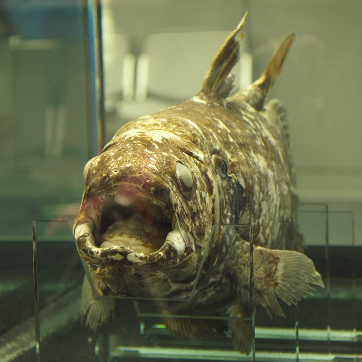 Indonesian Coelacanth | Cryptid Wiki | Fandom