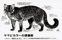 Yamapikarya | Cryptid Wiki | Fandom