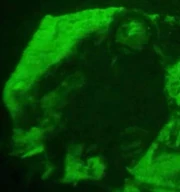 Troll | Cryptid Wiki | Fandom