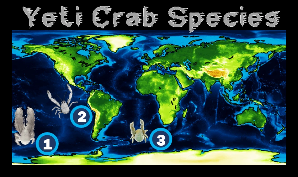 Tyleri Yeti Crab | Cryptid Wiki | Fandom