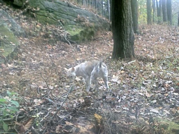 User blog:Diakujia/Whats you fav Cryptid thats supposed to be an ...