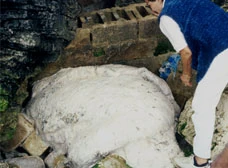 Bermuda Blob | Cryptid Wiki | Fandom