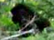 Gugwe | Cryptid Wiki | Fandom