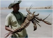 Florida | Cryptid Wiki | Fandom