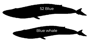 52-Hertz Whale | Cryptid Wiki | Fandom