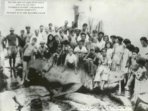 Canadian and Cuban Albino Shark | Cryptid Wiki | Fandom