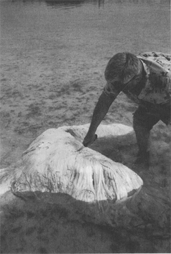 Bermuda Blob | Cryptid Wiki | Fandom