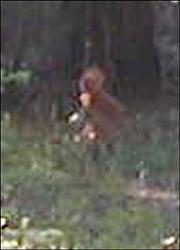 Albatwitch | Cryptid Wiki | Fandom