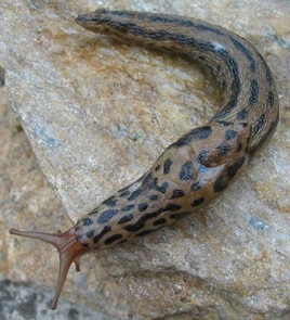 Mulilo Slug | Cryptid Wiki | Fandom