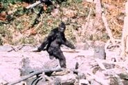 Cryptids of Appalachia | Cryptid Wiki | Fandom