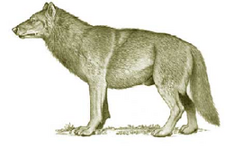Waheela | Cryptid Wiki | Fandom