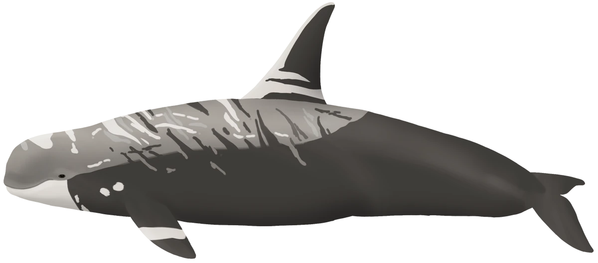 Antarctic Long-Finned Whale | Cryptid Wiki | Fandom