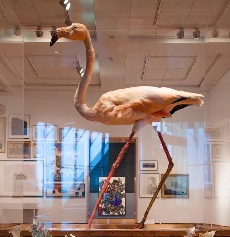 Newfoundland Flamingo | Cryptid Wiki | Fandom