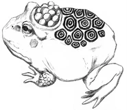 Kappa | Cryptid Wiki | Fandom