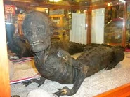 Florida | Cryptid Wiki | Fandom