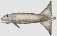 Pallid Sailfin | Cryptid Wiki | Fandom