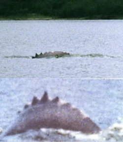 Holadeira | Cryptid Wiki | Fandom
