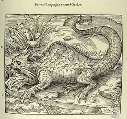 Orabou | Cryptid Wiki | Fandom