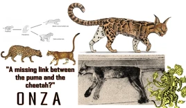 Onza | Cryptid Wiki | Fandom