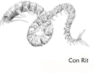 Con Rit | Cryptid Wiki | Fandom