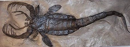 Miami Beach Scorpion | Cryptid Wiki | Fandom