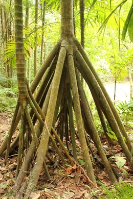 Inulpamahuida | Cryptid Wiki | Fandom